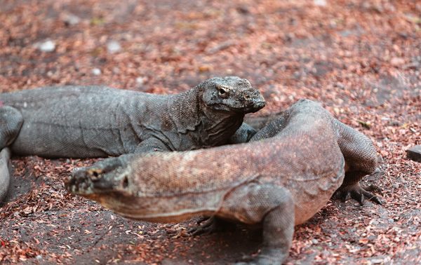 Bali & Komodo National Park Expedition | African Wildlife Safaris