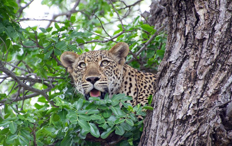 African Leopard - Best Leopard Safaris in Africa | African Wildlife Safaris