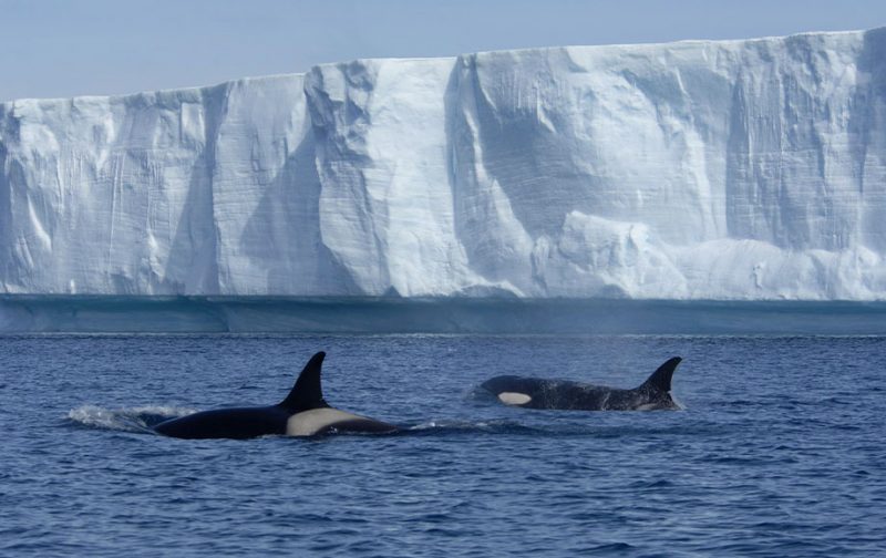 Orcas, Killer Whales | Best Orca Tours | African Wildlife Safaris