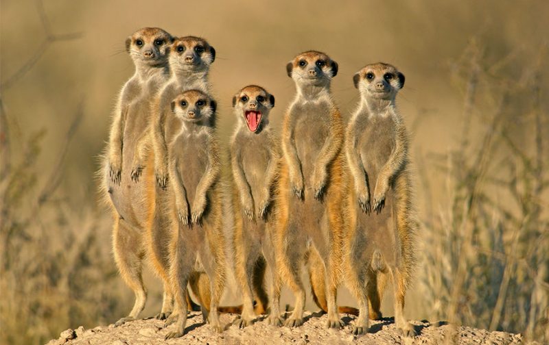 Where can I see Meercats in Africa? | African Wildlife Safaris
