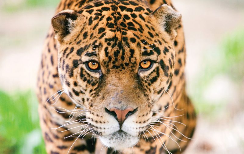 Jaguar Encounters | Brazil tours & holidays | Natural Focus