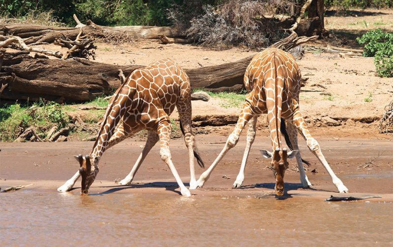 Giraffe- Best Giraffe Safaris in Africa | African Wildlife Safaris