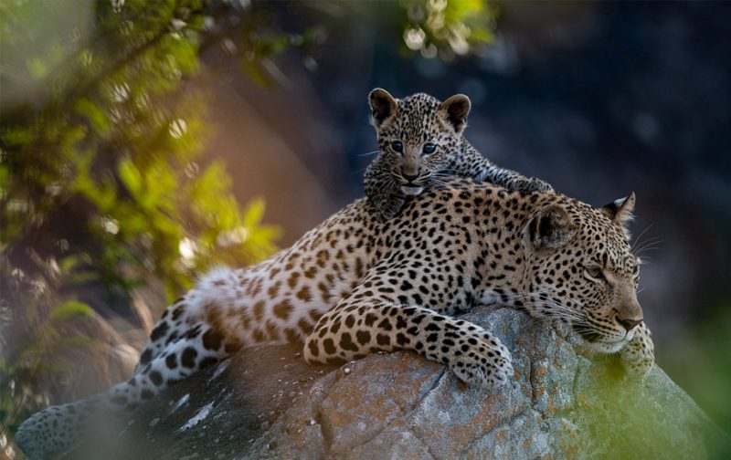 Sabi Sabi Private Game Reserve | African Wildlife Safaris