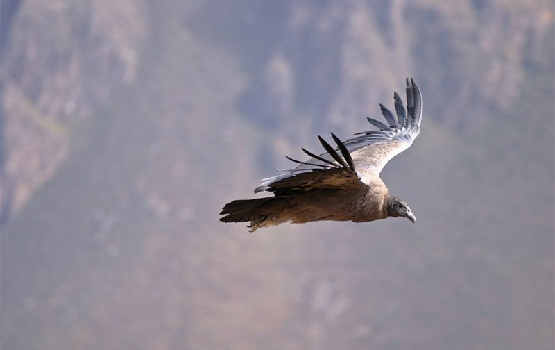 Arequipa and Colca Canyon | Peru Holidays | Natural Focus