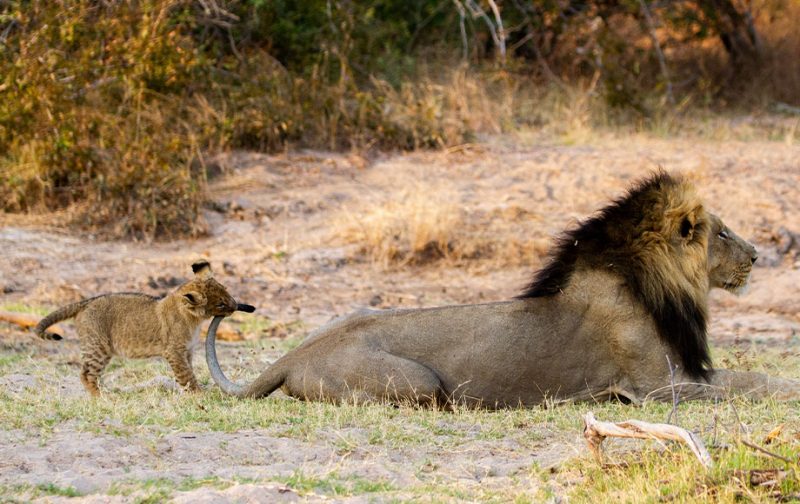 Sabi Sabi | A return to the African bushveld | African Wildlife Safaris