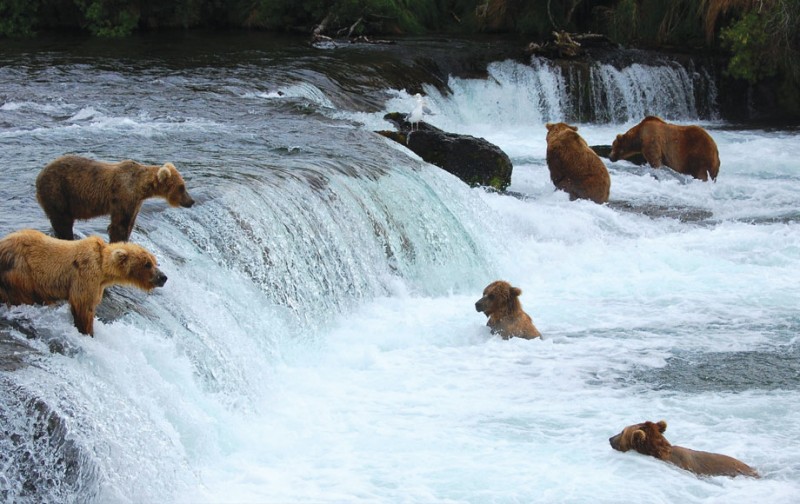 Stay at famous Brooks Lodge in Alaska - Natural Focus