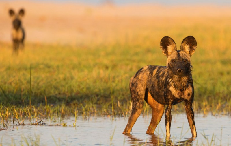 Upper Zambezi - Zimbabwe - African Wildlife Safaris
