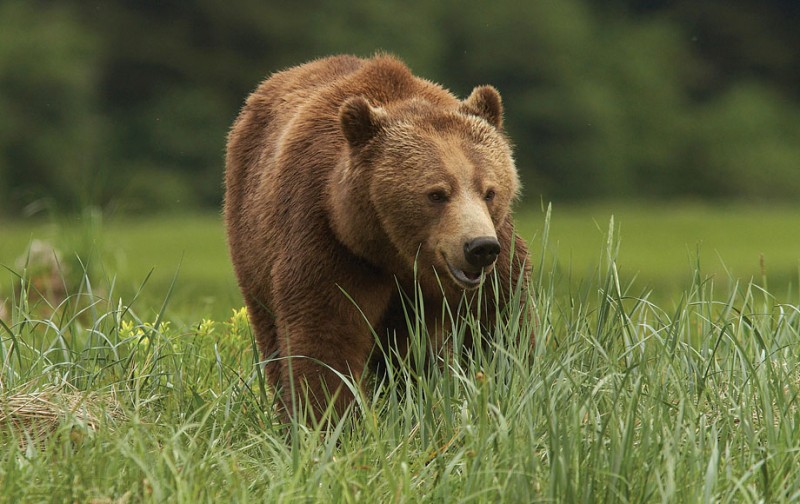 Stay at Luxury Knight Inlet Lodge in Canada - Natural Focus