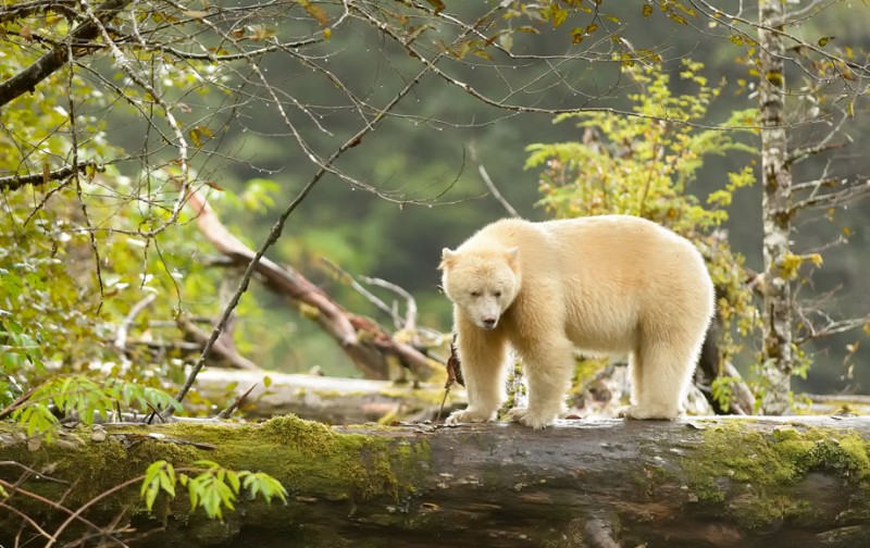 Spirit Bear Lodge | Where to stay in the Great Bear Rainforest.
